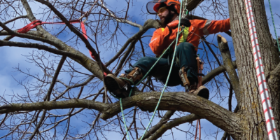 Ottawa Tree and Stump Removal | Tree King Ottawa