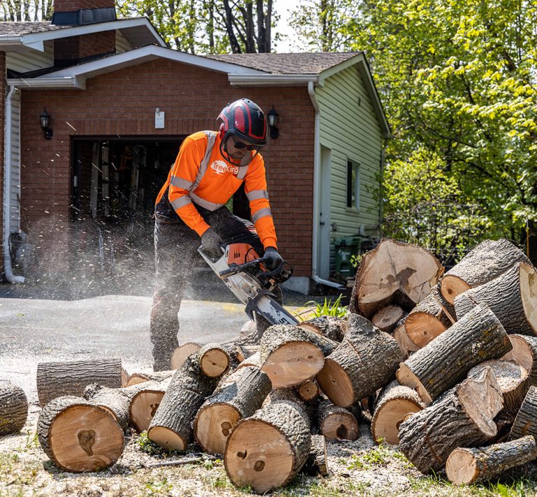 Professional Tree Services Ottawa | Reliable Arborist Solution