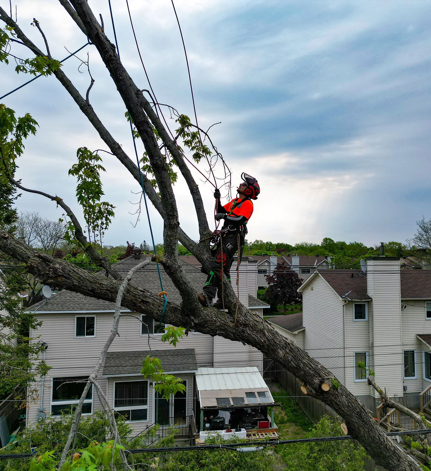 Professional Tree Services Ottawa | Reliable Arborist Solution